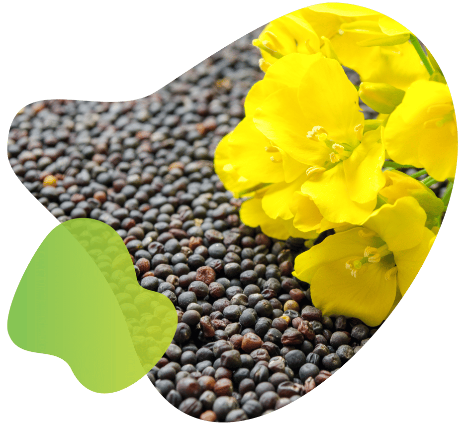 The Vast Applications Of Kasp Genotyping For Plant Breeding Programmes